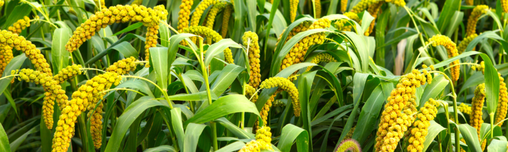 Millets vs Rice: Which is better for your Good Health